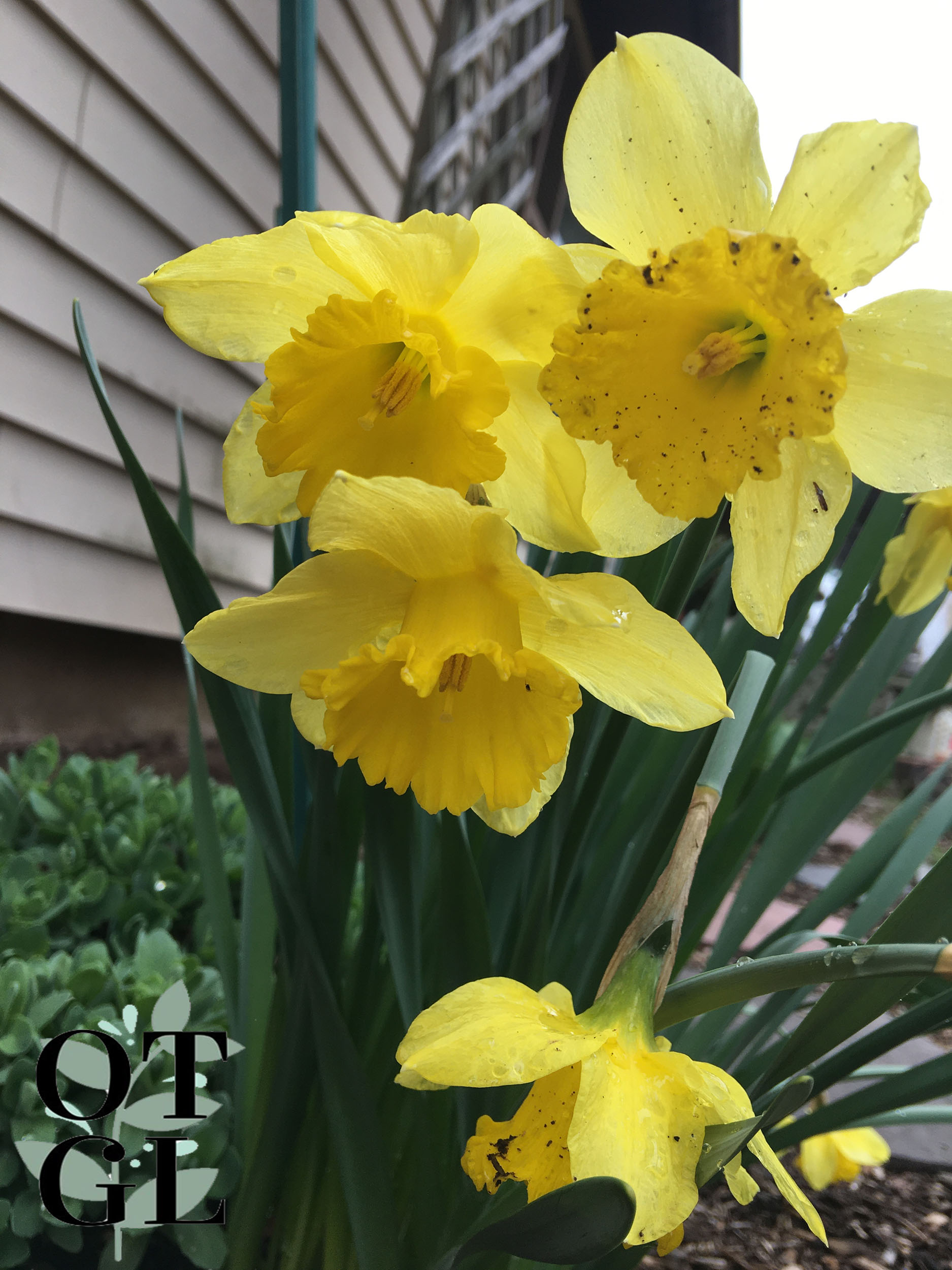 How About them Daffodils - Own That Garden Life