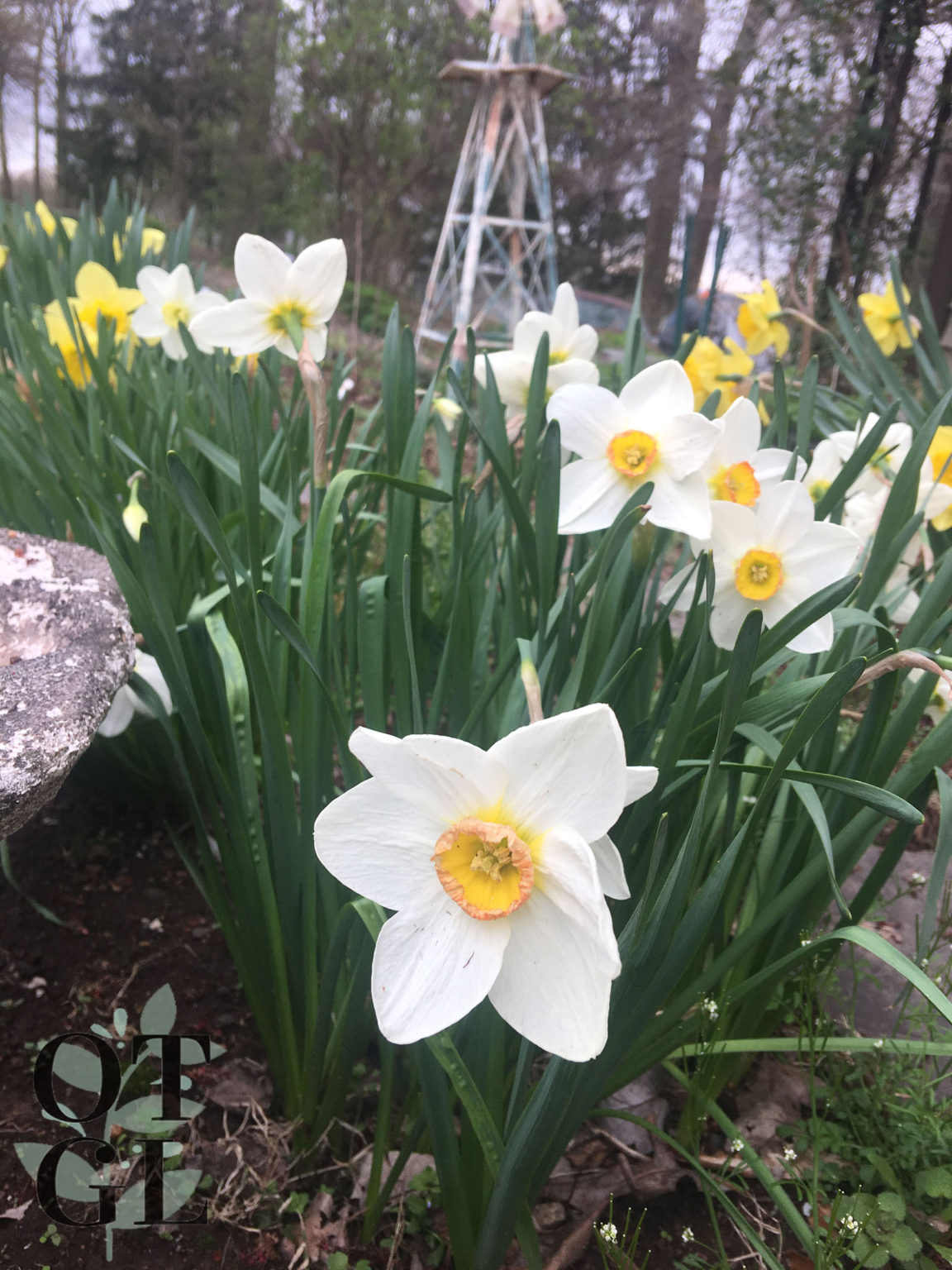 How About them Daffodils - Own That Garden Life