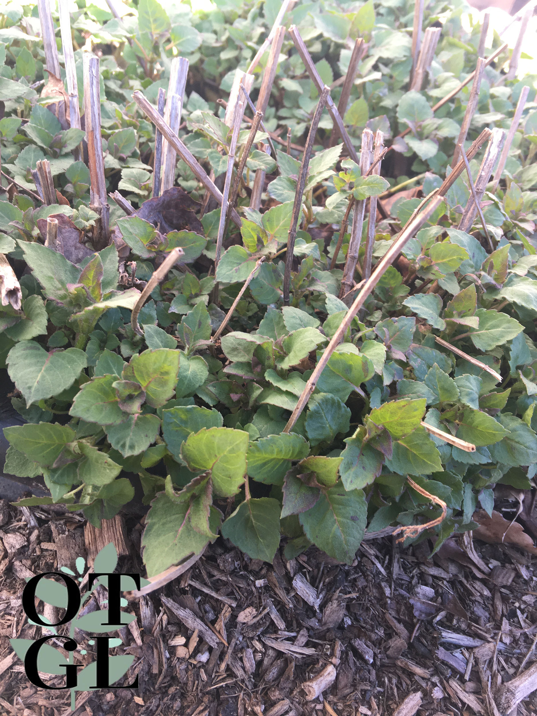 Identifying Your Perennials - Own That Garden Life