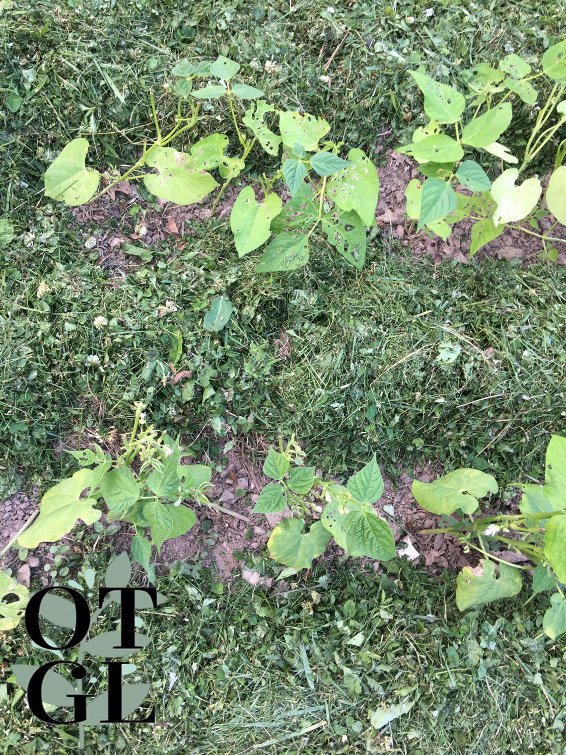 How to Grow String Beans - Own That Garden Life